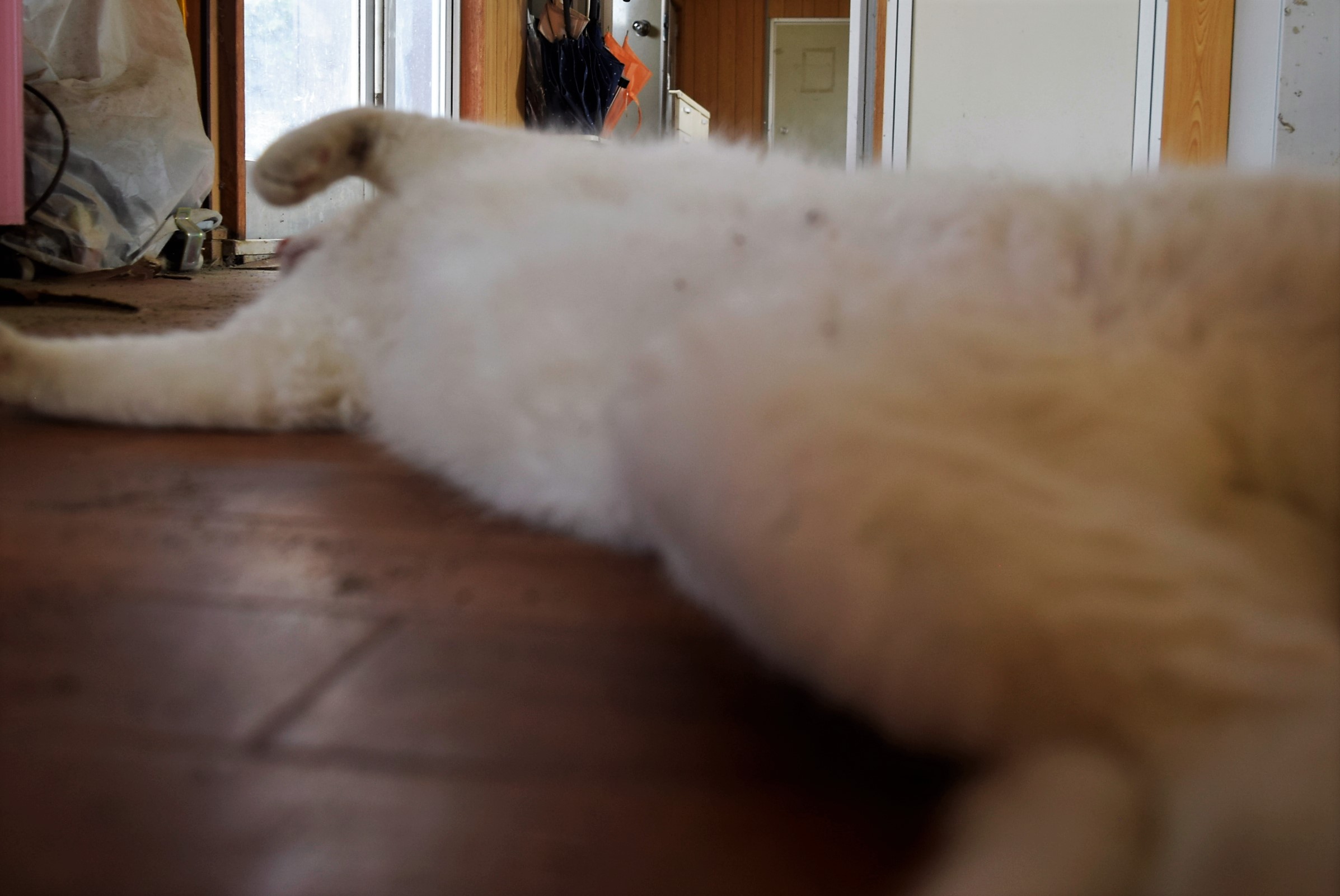 njbh (1) | 厩務員になるには？【公式】馬の学校 東関東馬事専門学院／馬の専門学校 馬事学院（バジガク）