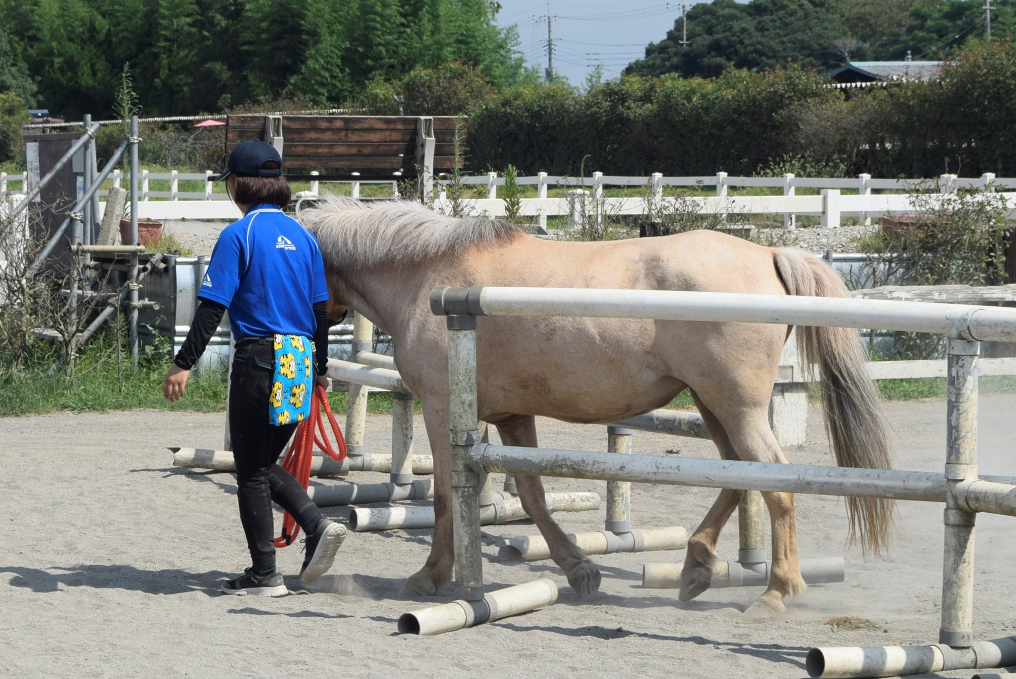 mknj (8) | 厩務員になるには？【公式】馬の学校 東関東馬事専門学院／馬の専門学校 馬事学院（バジガク）