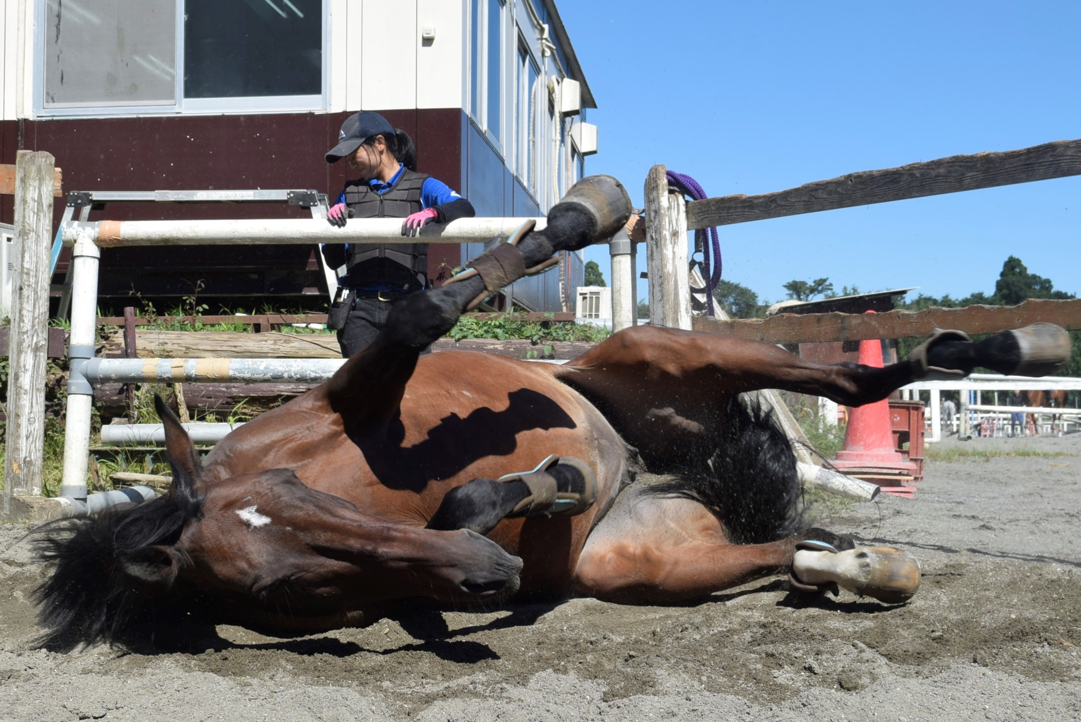 馬の学校ブログ担当馬の運動を見ることも勉強です！/通信制高校・関東 | 厩務員になるには？【公式】馬の学校 東関東馬事専門学院／馬の専門学校 ...