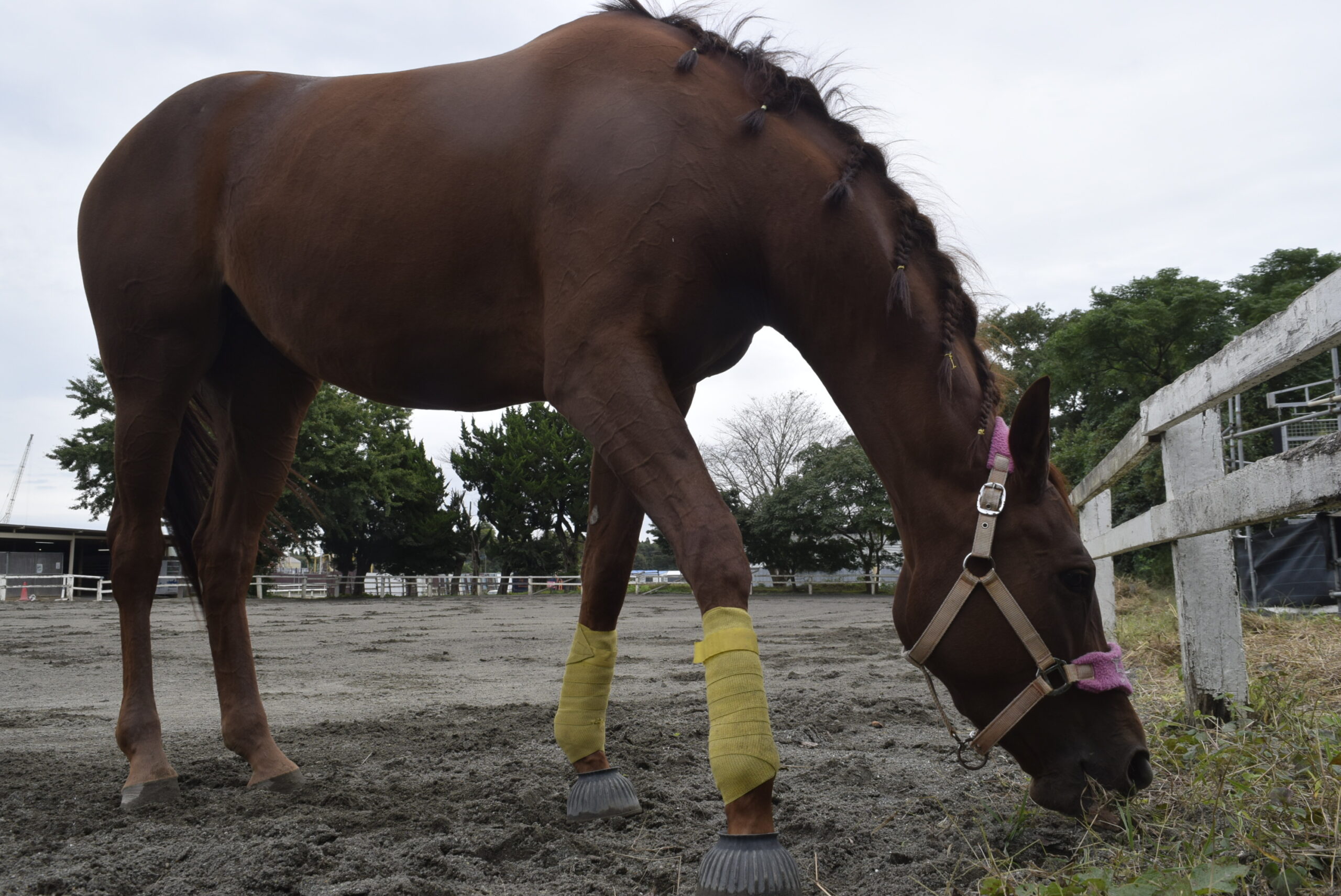 njbh (4) | JRA厩務員になるには【公式】馬の学校 東関東馬事専門学院／馬の専門学校 馬事学院（バジガク）