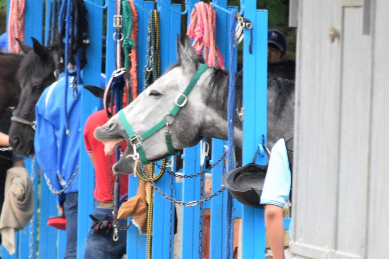馬の学校ブログ馬の色んな様子が見れる学校/養老牧場・馬 | JRA厩務員になるには【公式】馬の学校 東関東馬事専門学院／馬の専門学校 馬事学院 ...